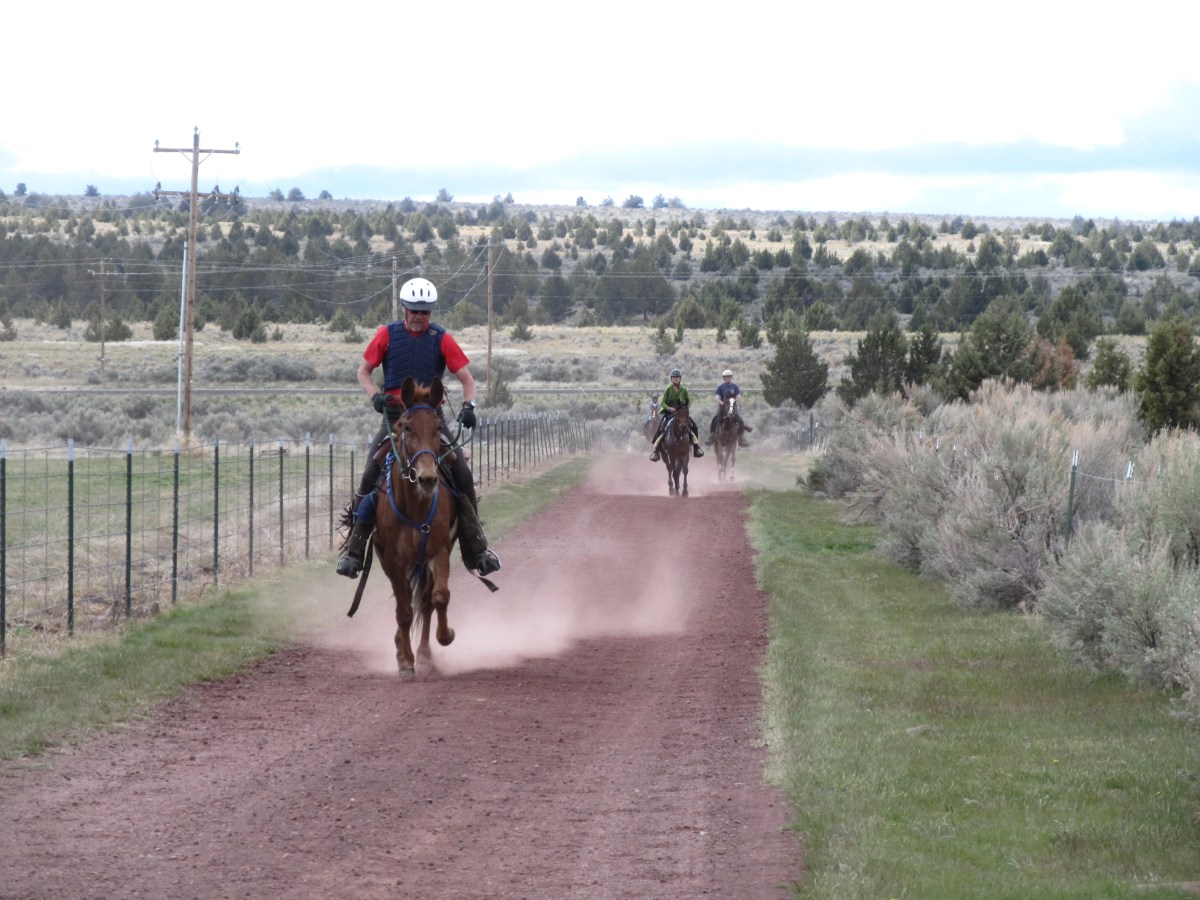 Grizzly Mountain Endurance Ride – Grizzly Mtn Ride